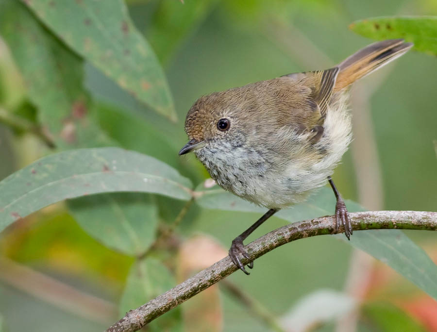 Brown Thornbill - Canberra Birds