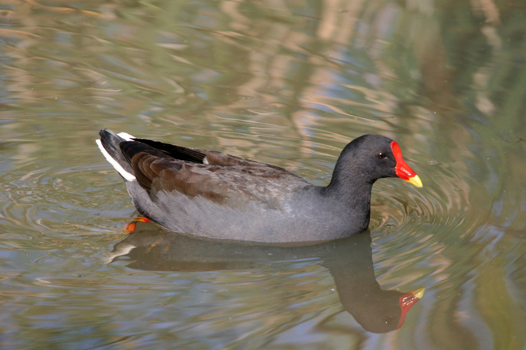 Dusky moorhen - Alchetron, The Free Social Encyclopedia