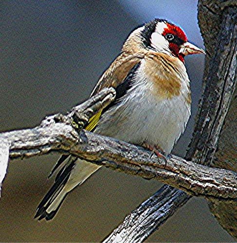 European Goldfinch - Canberra Birds