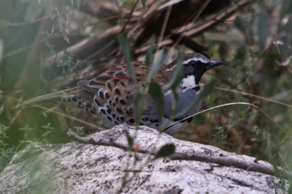 Spotted Quail-thrush - Canberra Birds