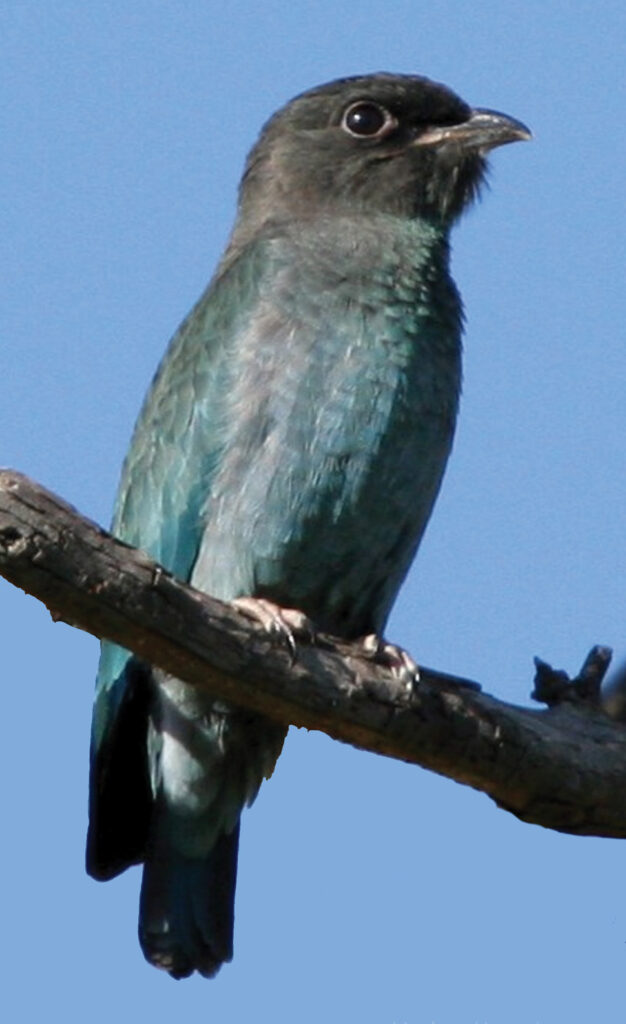 Dollarbird - Canberra Birds