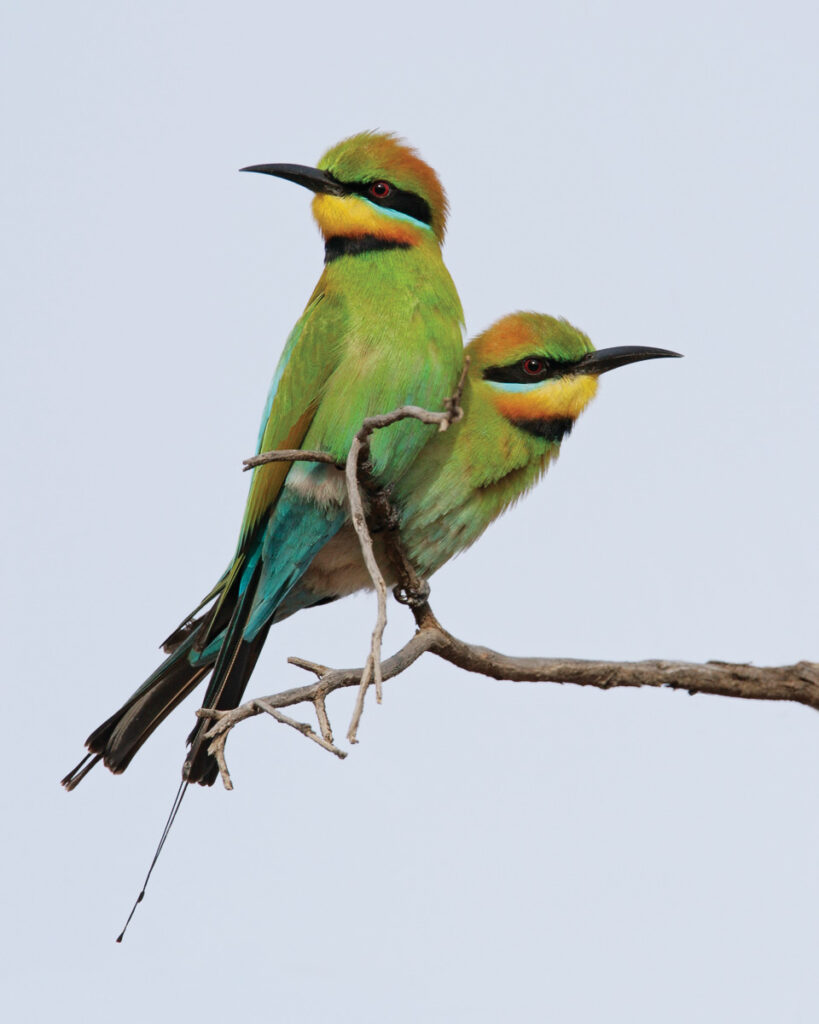 Rainbow Bee-eater - Canberra Birds