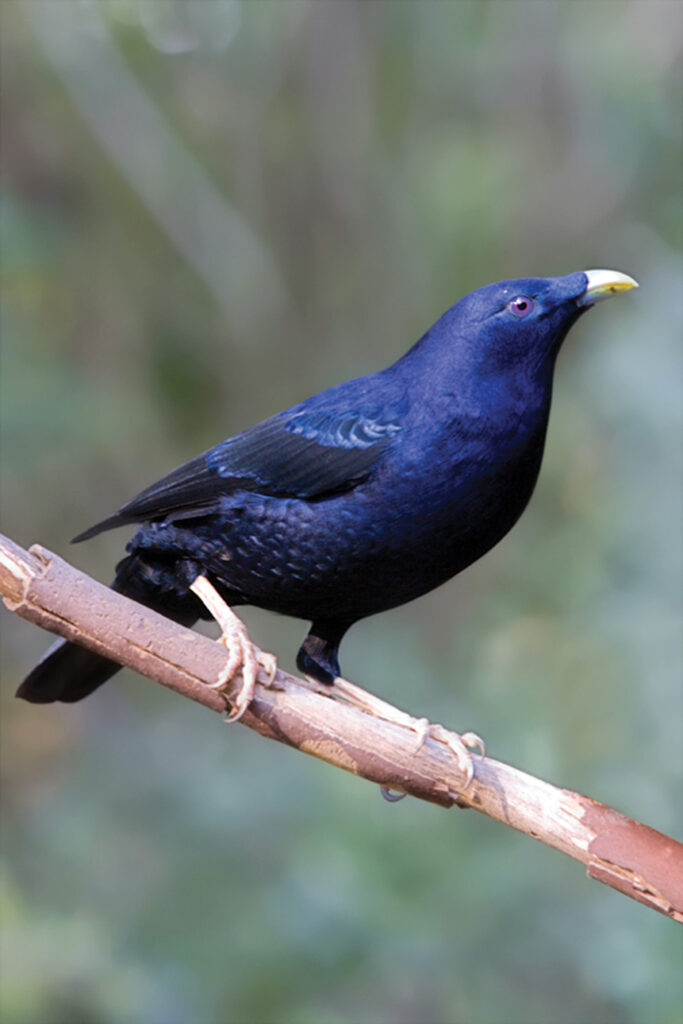 Bowerbird - Canberra Birds