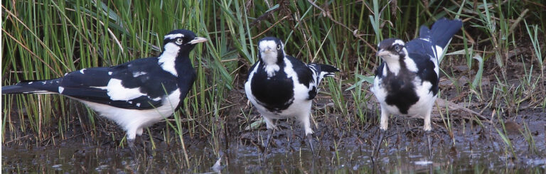 Magpie-lark - Canberra Birds