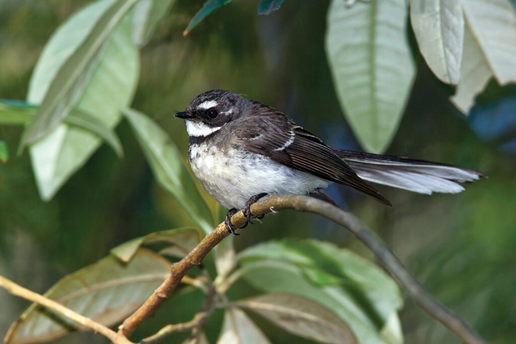 Grey Fantail - Canberra Birds