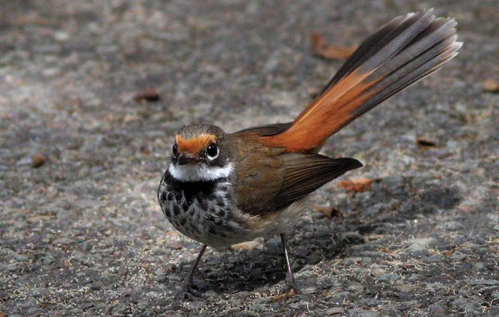 Rufous Fantail - Canberra Birds